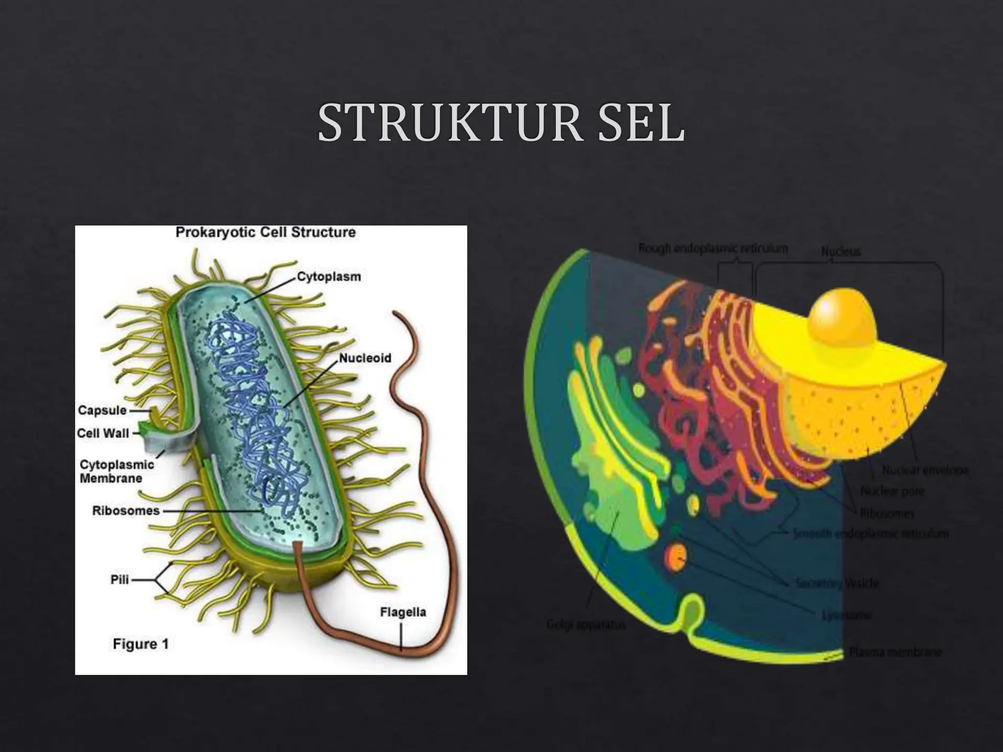 Pembelahan Sel meiosis s1 keperawatan.ppt