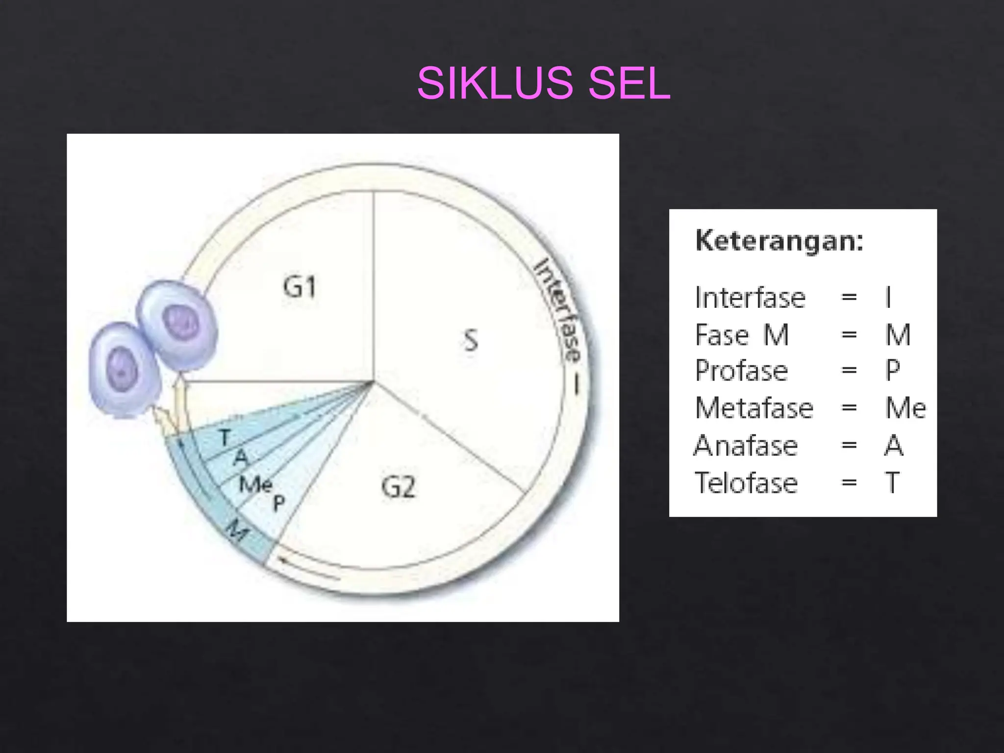 Pembelahan Sel meiosis s1 keperawatan.ppt | Free Download