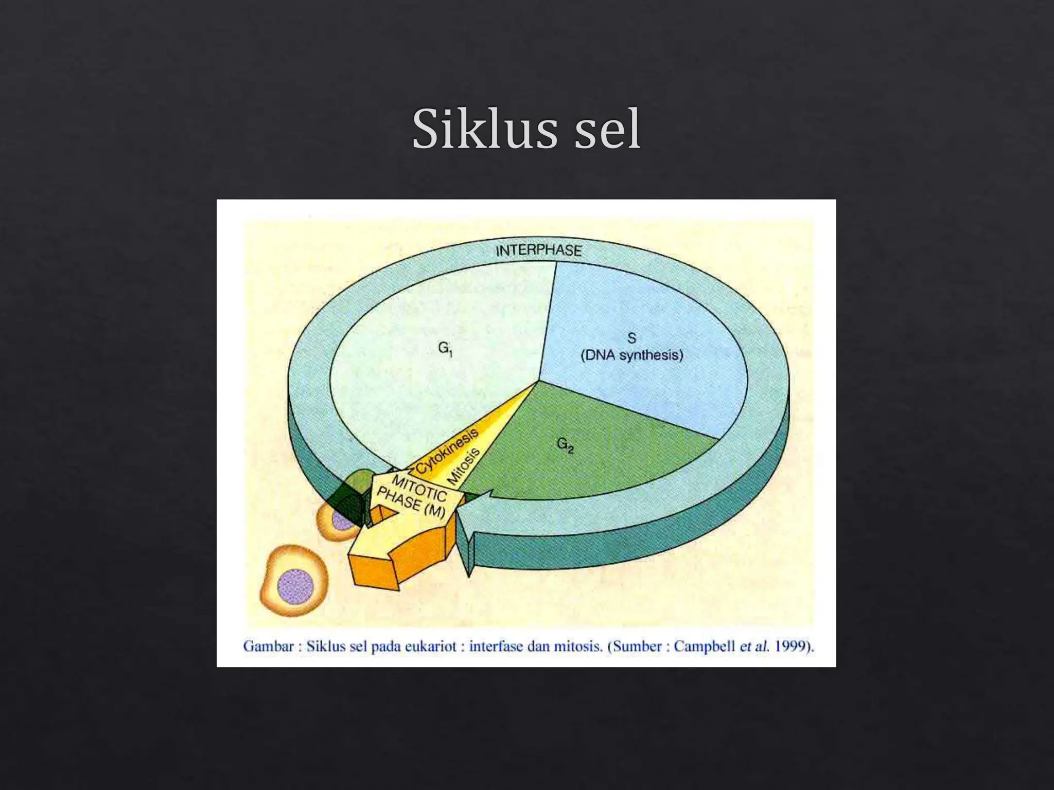 Pembelahan Sel meiosis s1 keperawatan.ppt | Free Download