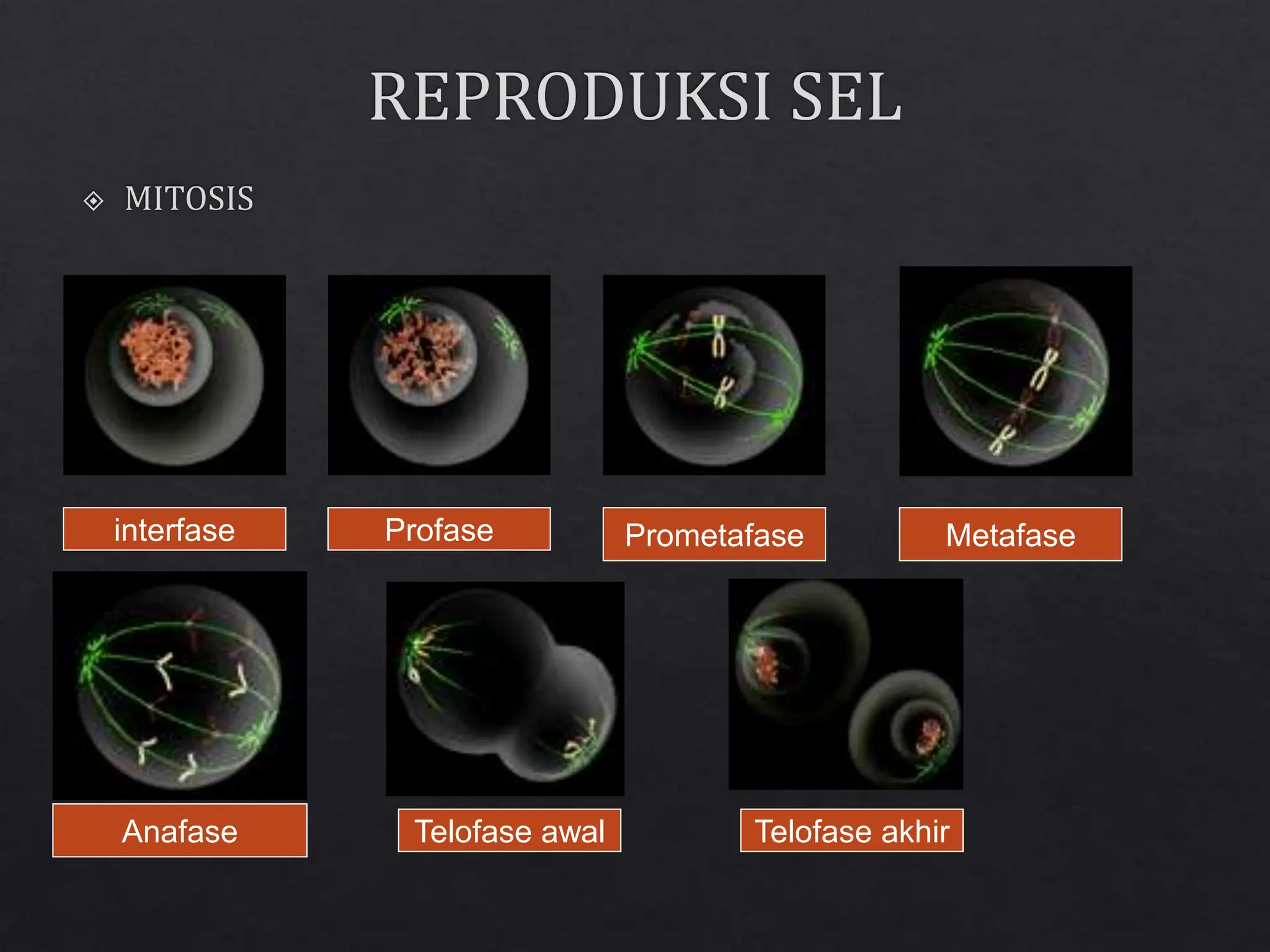 Pembelahan Sel meiosis s1 keperawatan.ppt