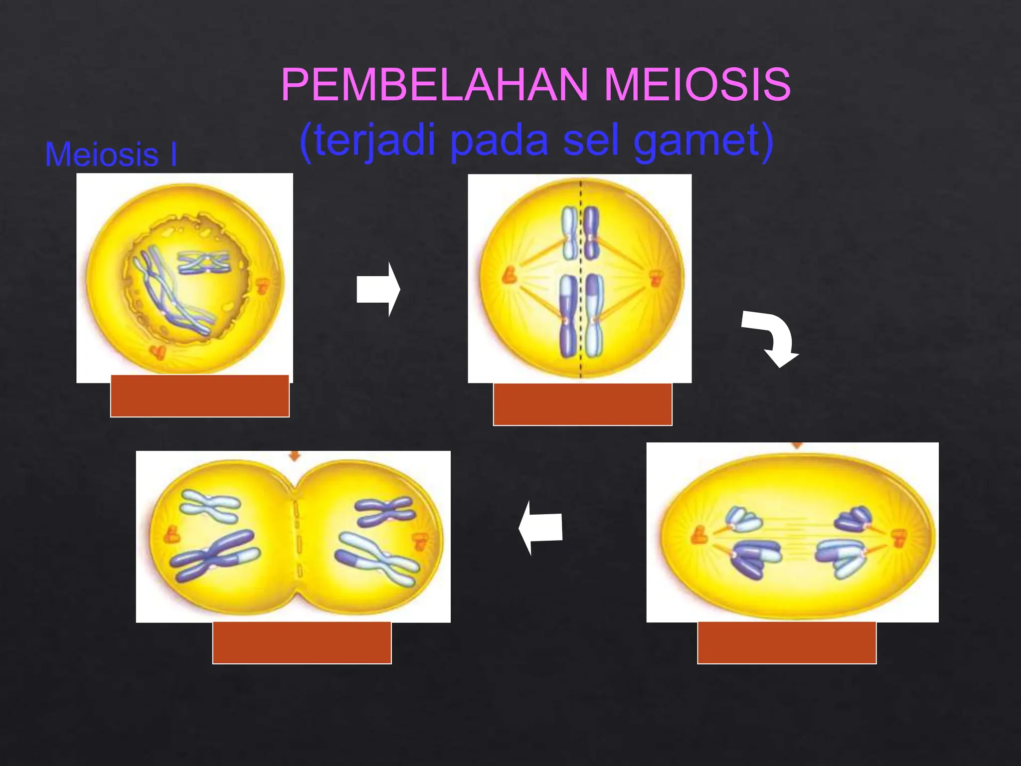 Pembelahan Sel meiosis s1 keperawatan.ppt