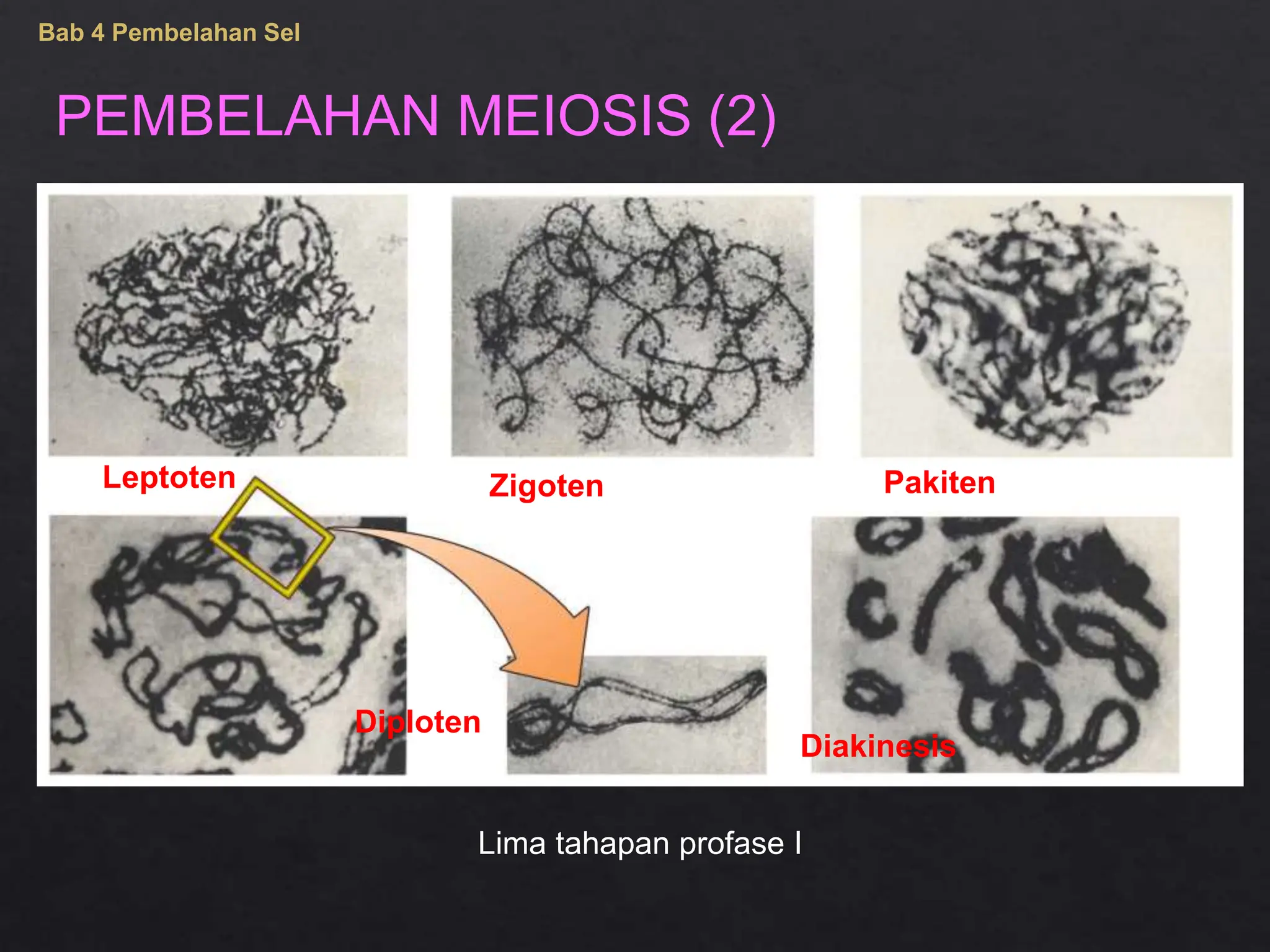 Pembelahan Sel meiosis s1 keperawatan.ppt
