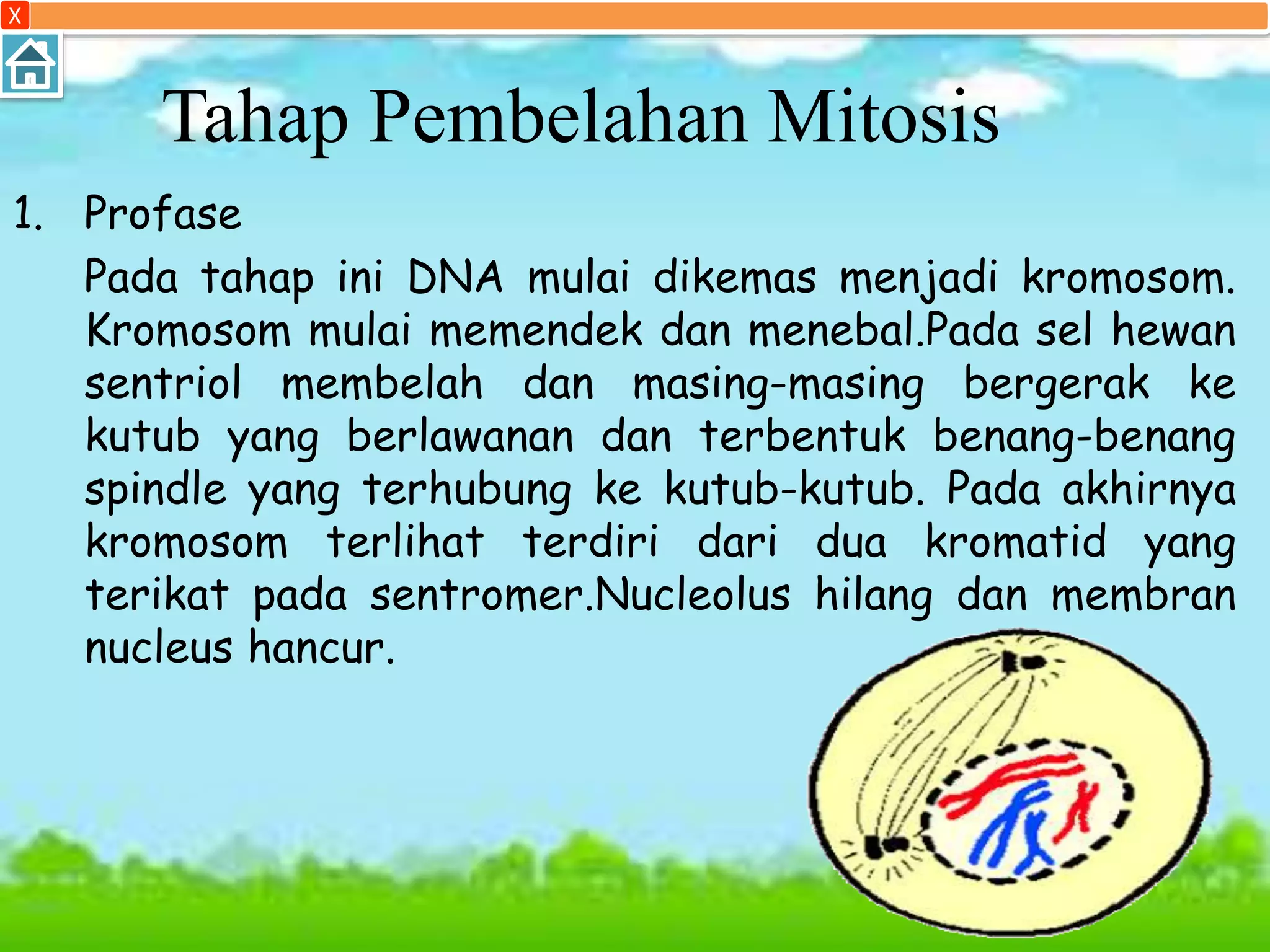 Pembelahan sel ( mitosis n meiosis ) | PPTX