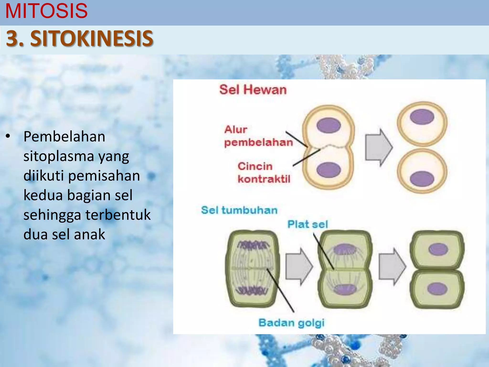 PEMBELAHAN SEL PPT FIX.pptx