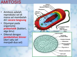 PEMBELAHAN SEL PPT FIX.pptx