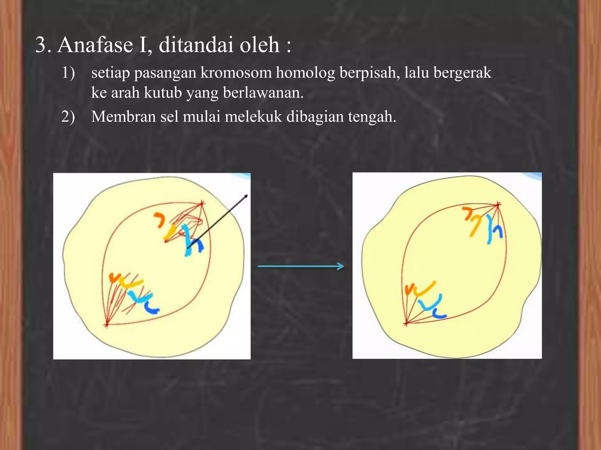 Pembelahan sel secara meiosis | PPTX