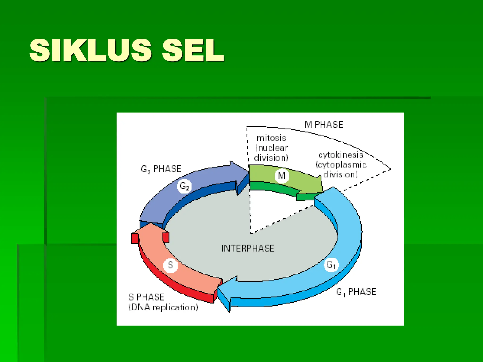 Pembelahn Sel mitosis-meiosis.ppt
