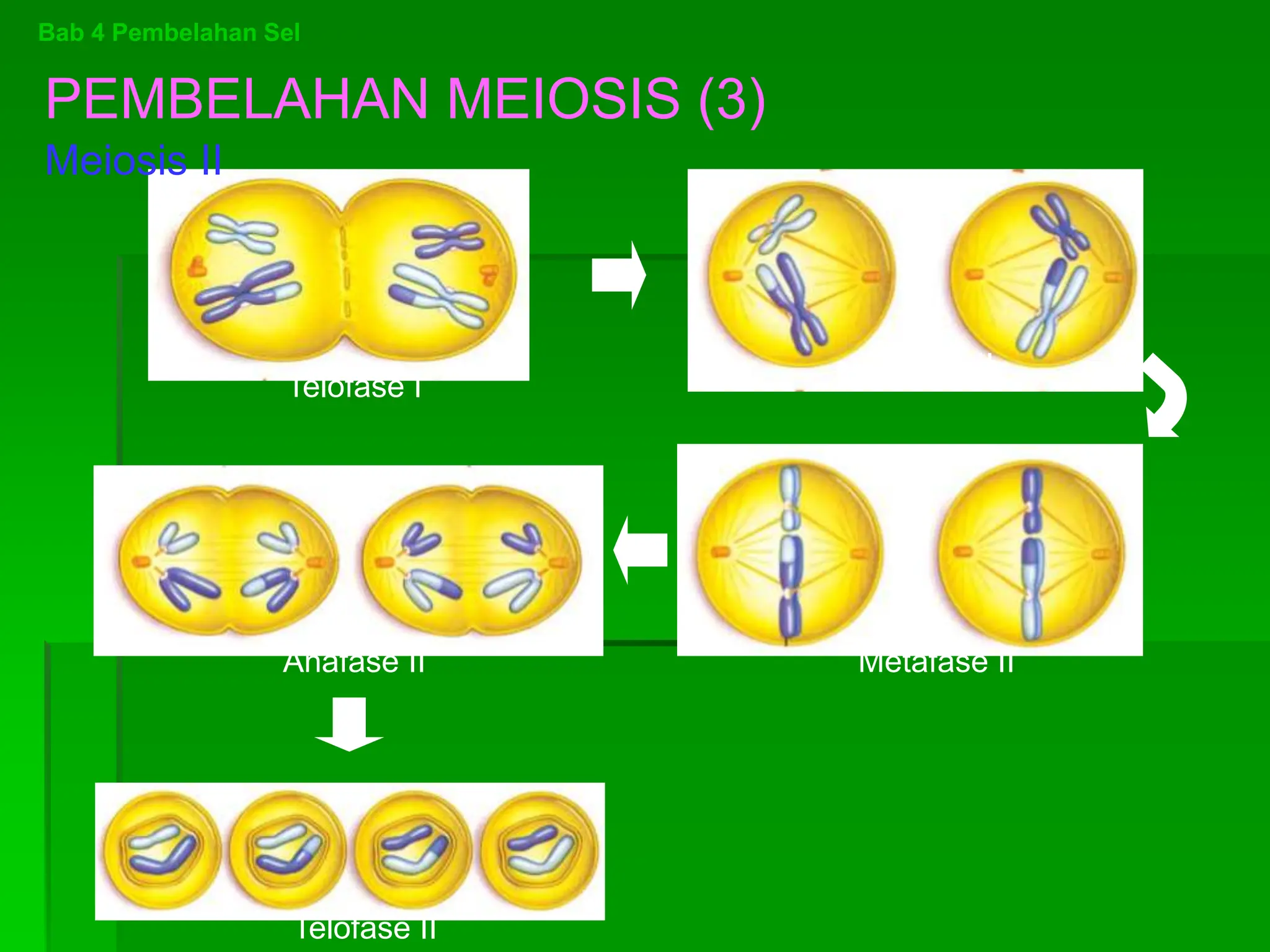 Pembelahn Sel mitosis-meiosis.ppt