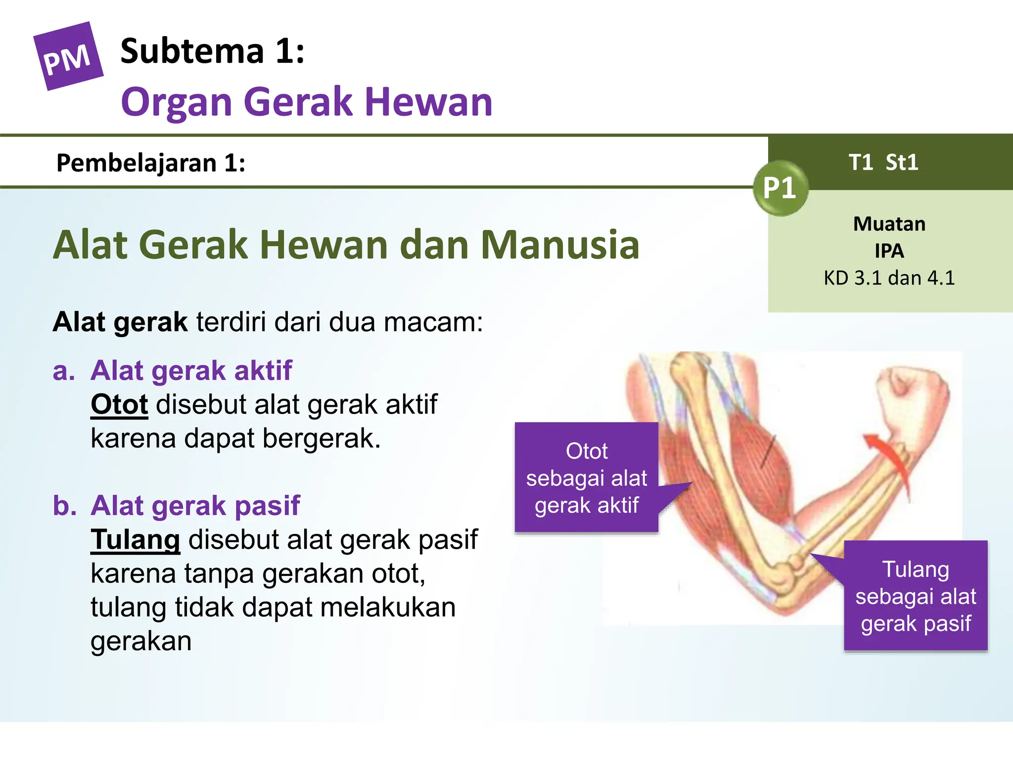 Pembelajaran Sekolah Kelas 5 Kurikulum Merdeka | PPTX