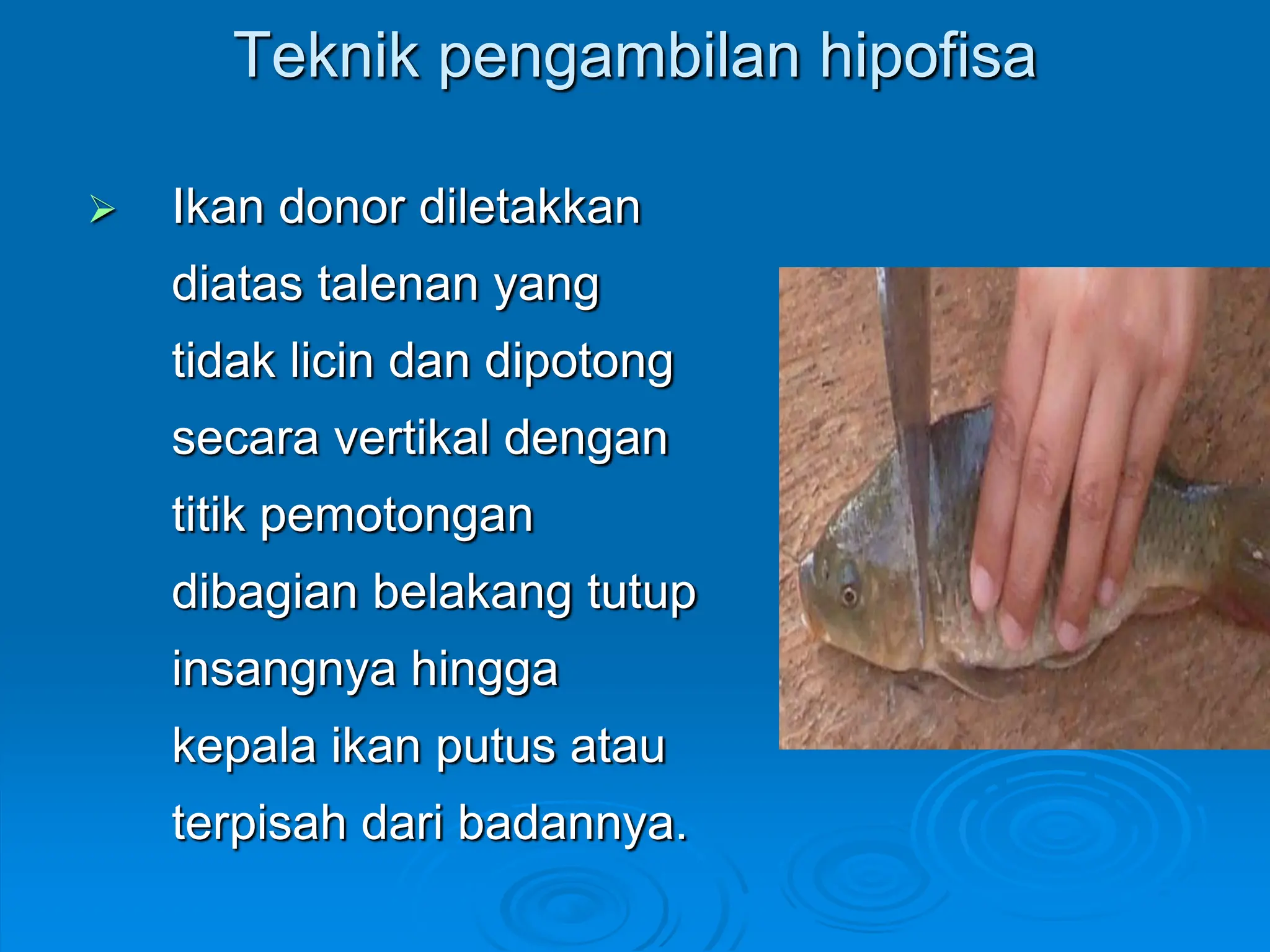 pembenihan-ikan-lele-dumbo bfrghgrhhgtppt | PPT
