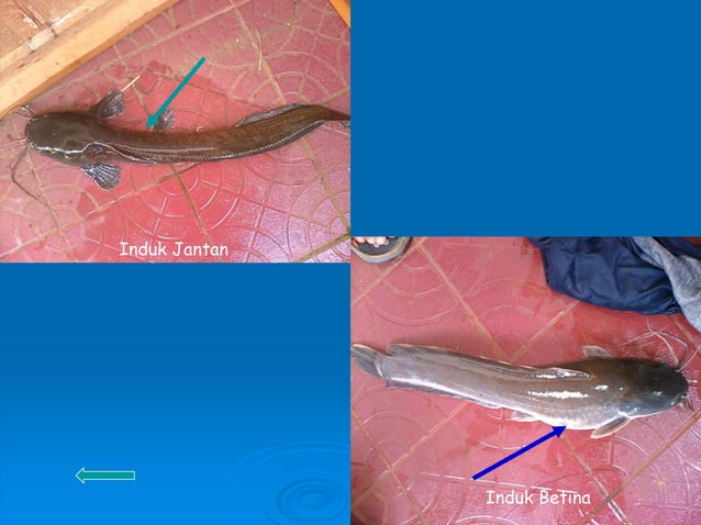 pembenihan-ikan-lele-dumbo bfrghgrhhgtppt | PPT