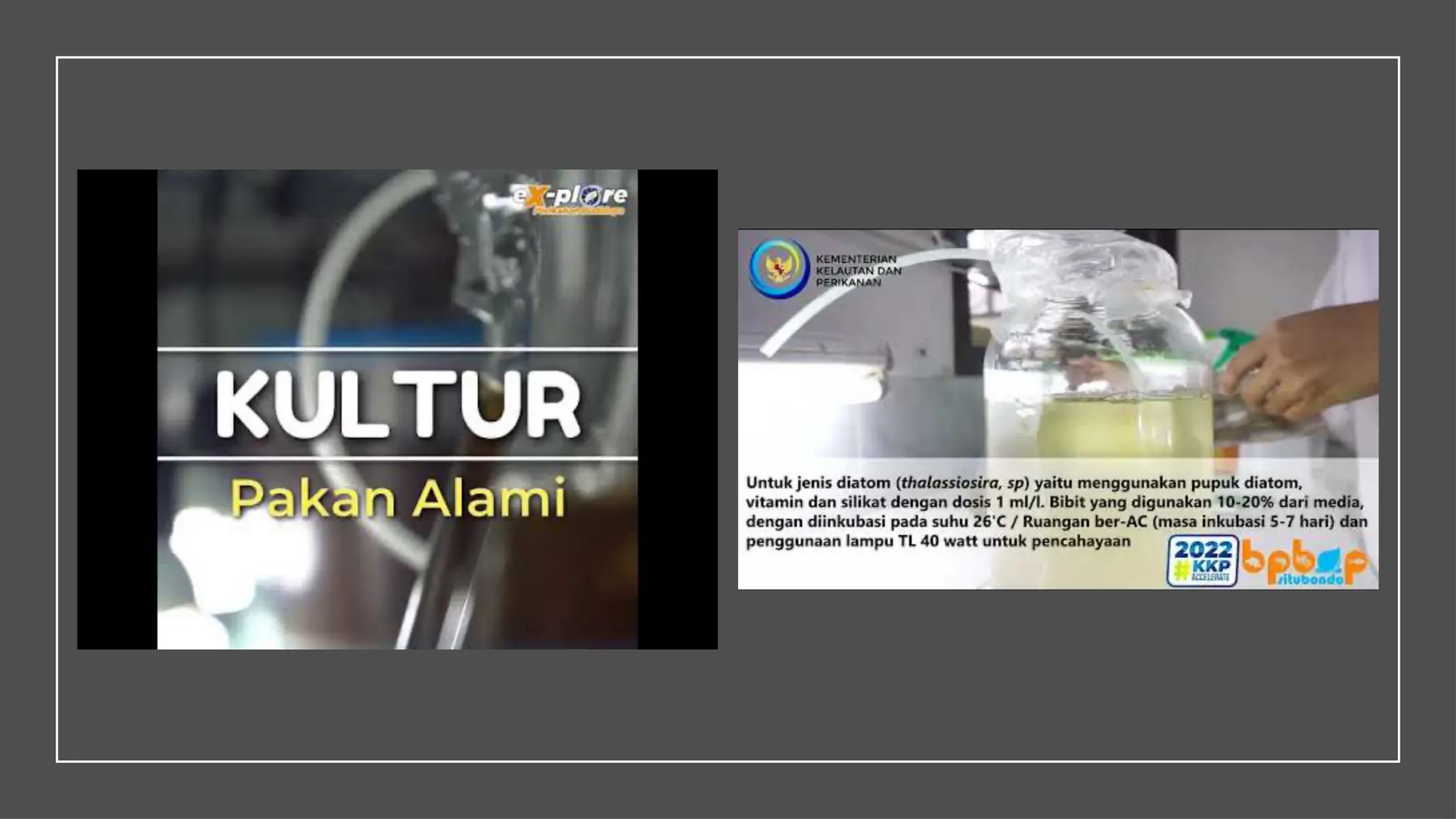 PEMBENIHAN IKAN BANDENG_KULTUR FITOPLANKTON.pptx