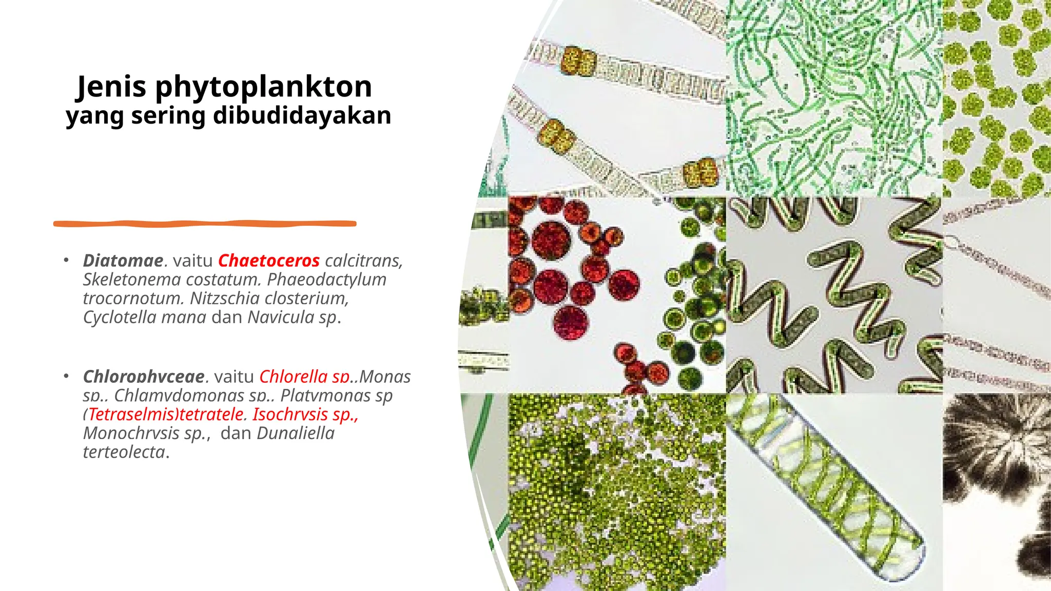 PEMBENIHAN IKAN BANDENG_KULTUR FITOPLANKTON.pptx