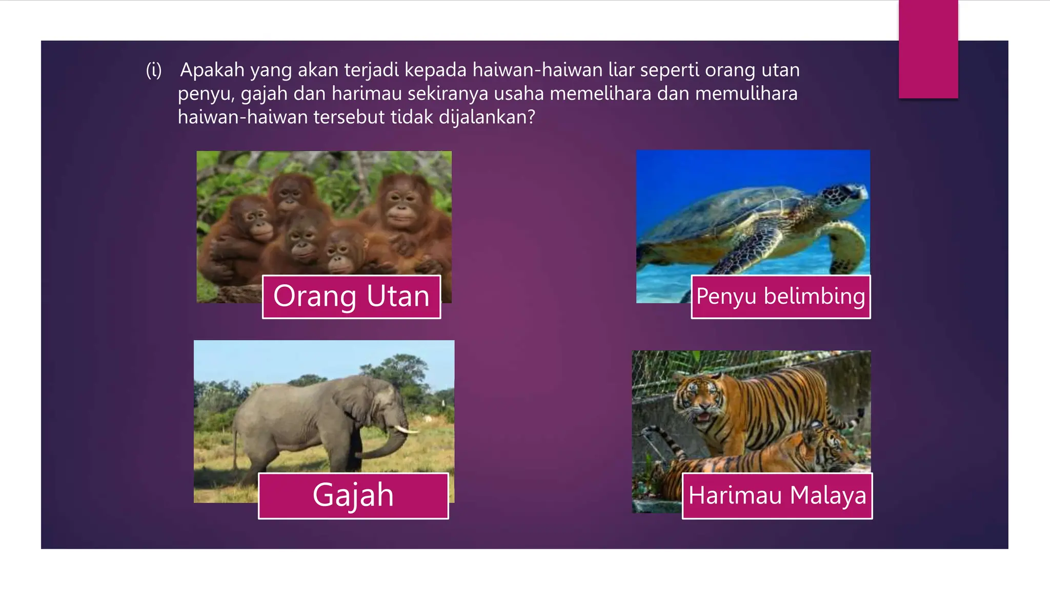 Pembentangan RPH Sains Tahun 6: Pemeliharaan dan Pemuliharaan pptx | PPTX