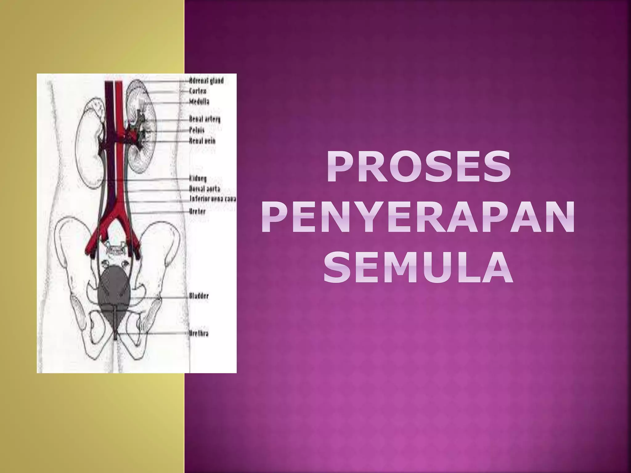 Pembentukan air kencing | PPTX