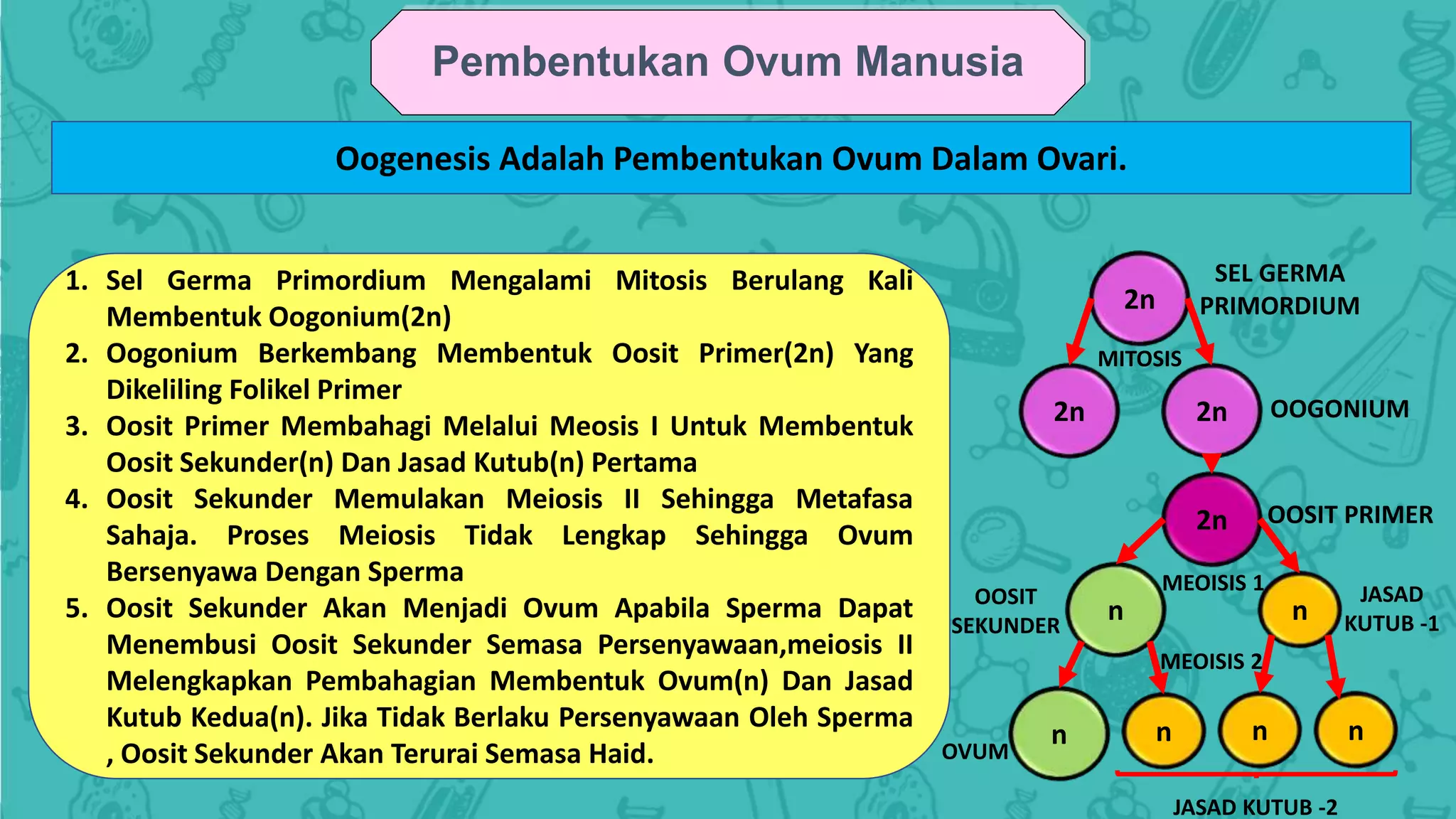 Pembentukan gamet dalam pembiakan manusia | PPTX