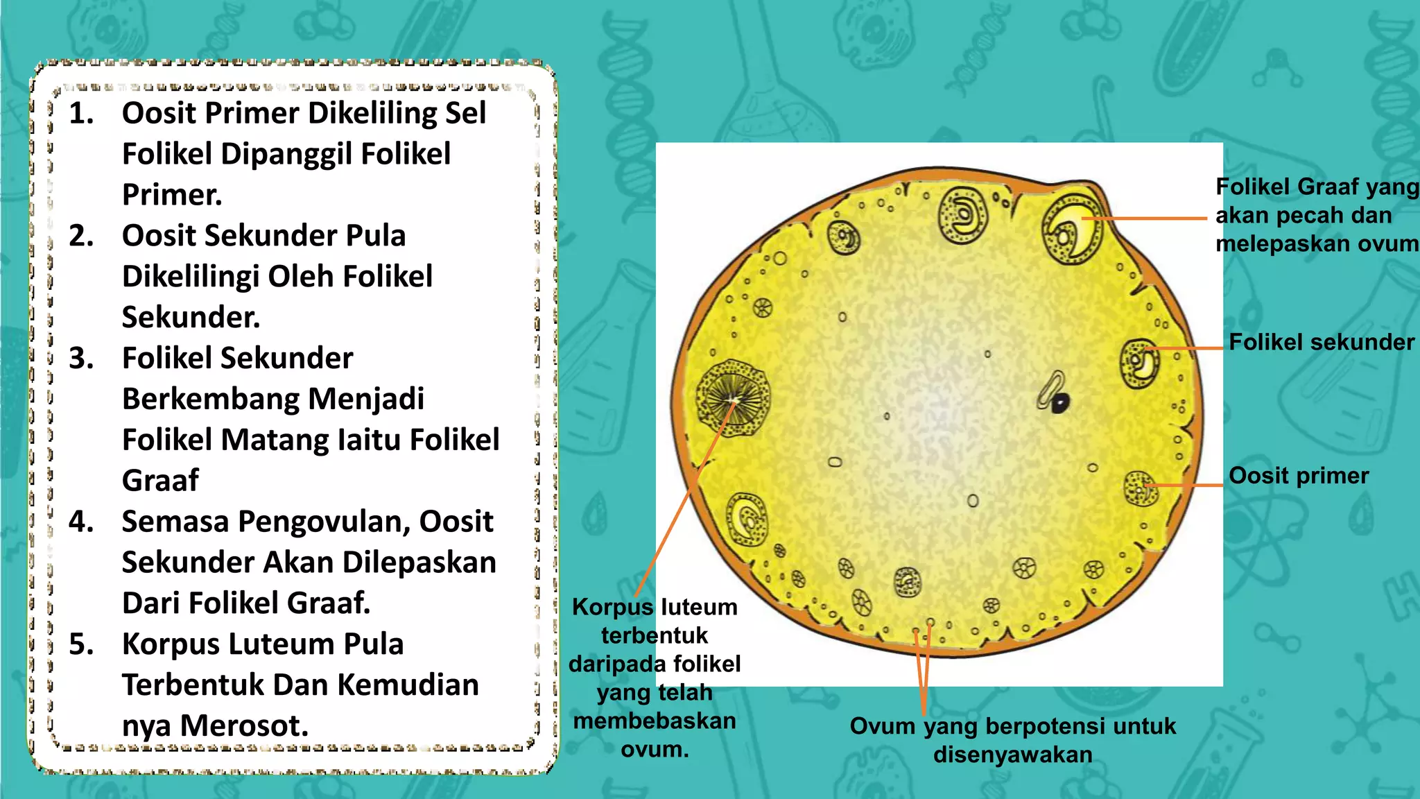 Pembentukan gamet dalam pembiakan manusia | PPTX