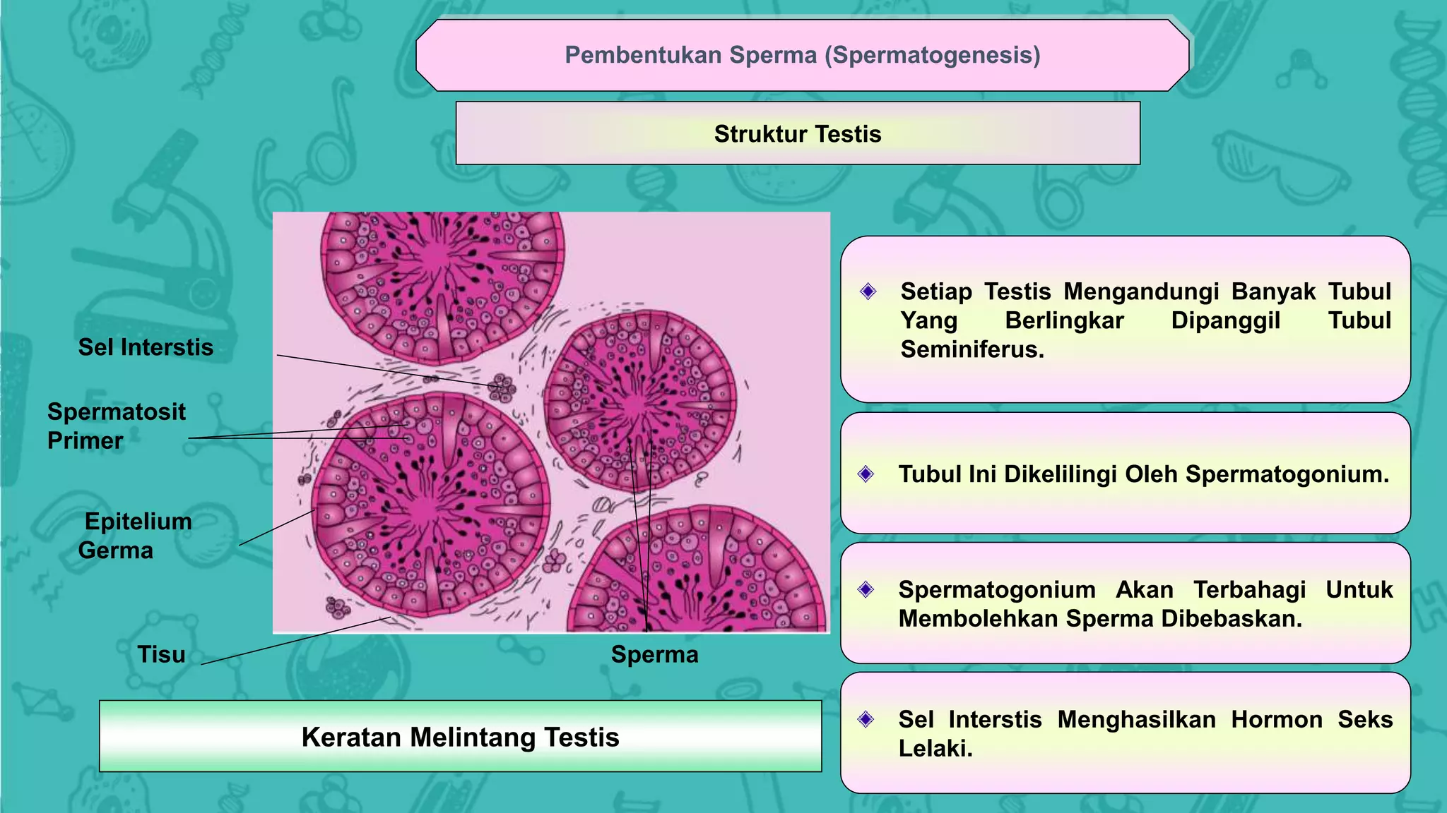 Pembentukan gamet dalam pembiakan manusia | PPTX