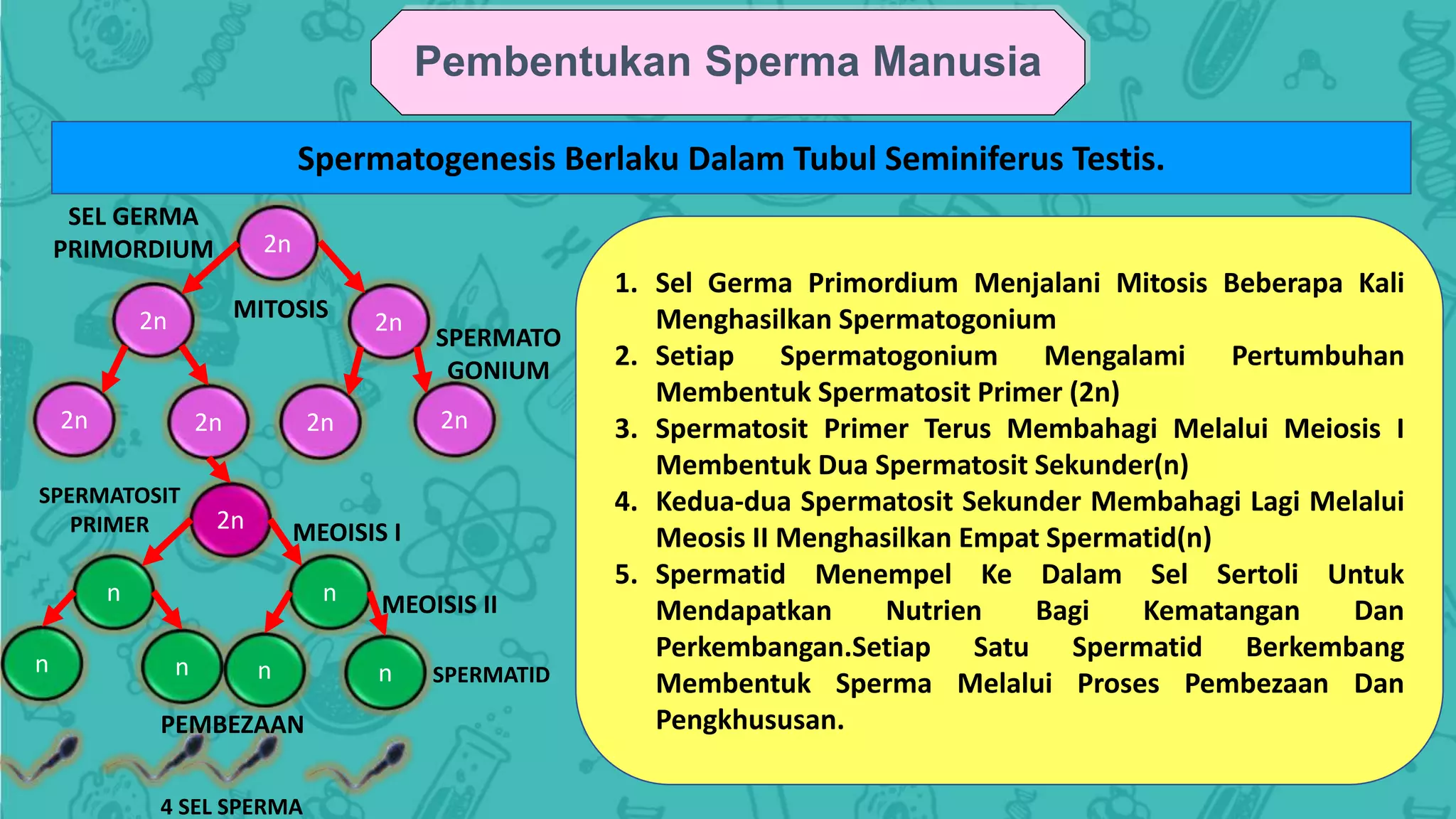 Pembentukan gamet dalam pembiakan manusia | PPTX