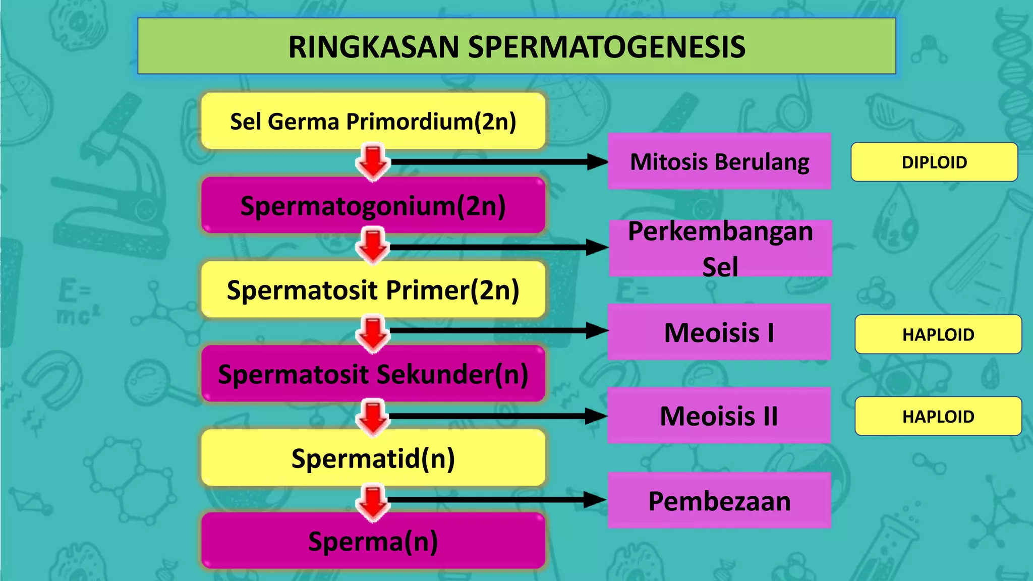 Pembentukan gamet dalam pembiakan manusia | PPTX