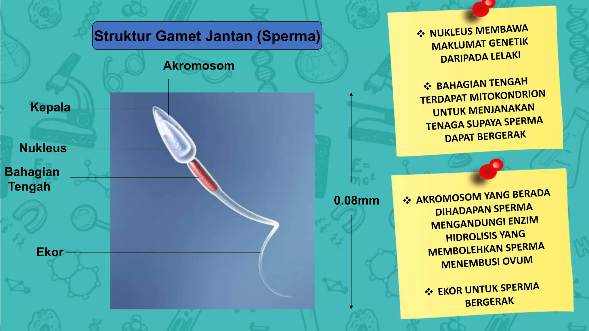 Pembentukan gamet dalam pembiakan manusia | PPTX