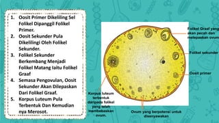 Pembentukan gamet dalam pembiakan manusia | PPTX