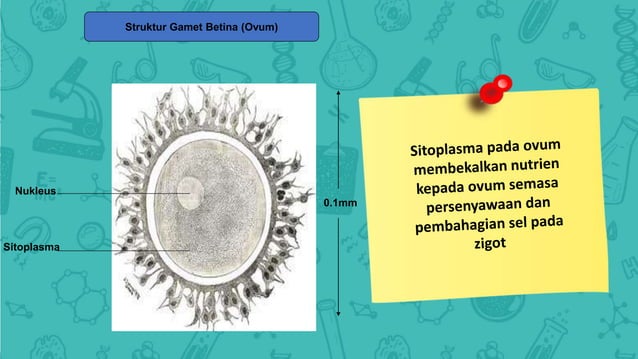 Pembentukan gamet dalam pembiakan manusia | PPTX
