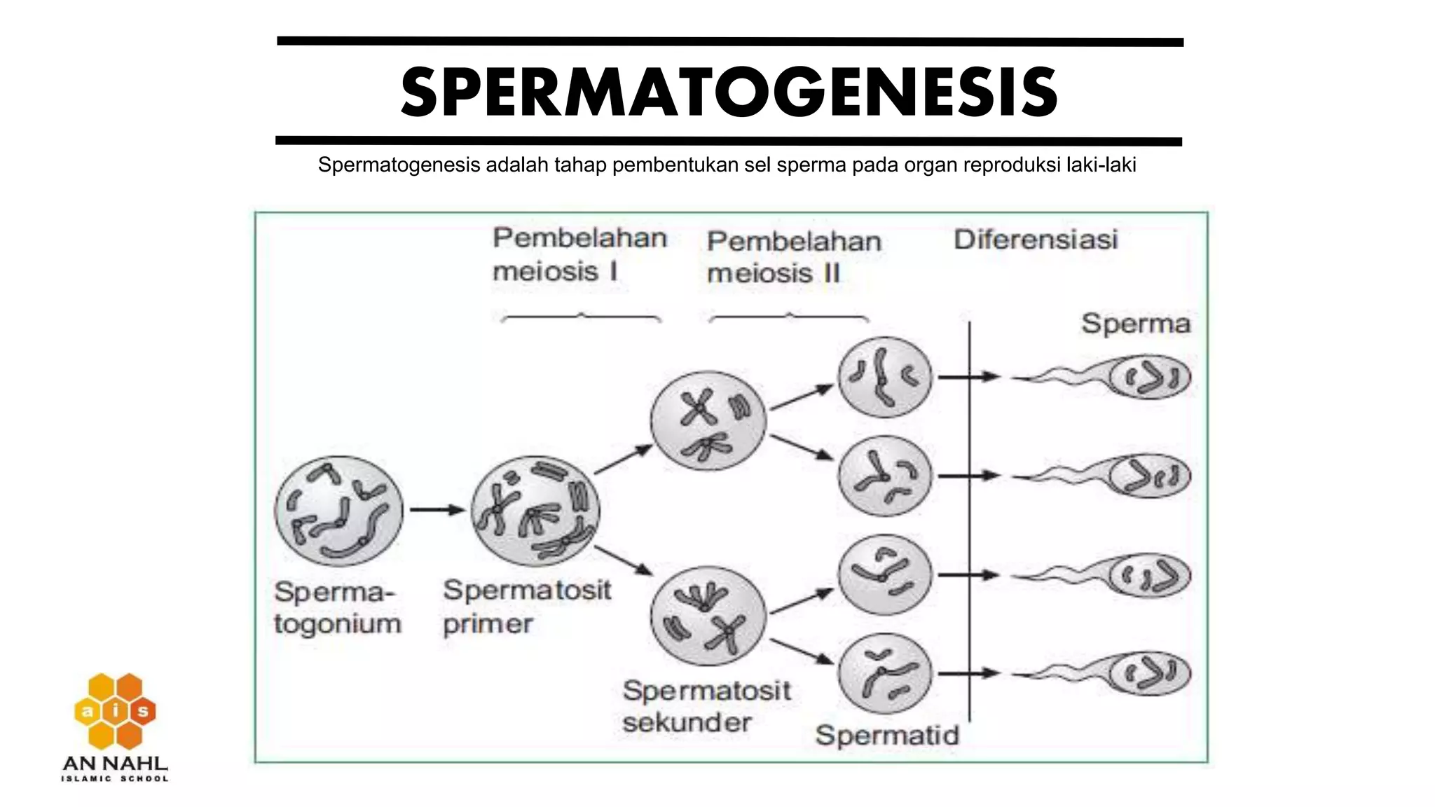 Pembentukan Sel Reproduksi serta Kelainan pada Sistem Reproduksi ...