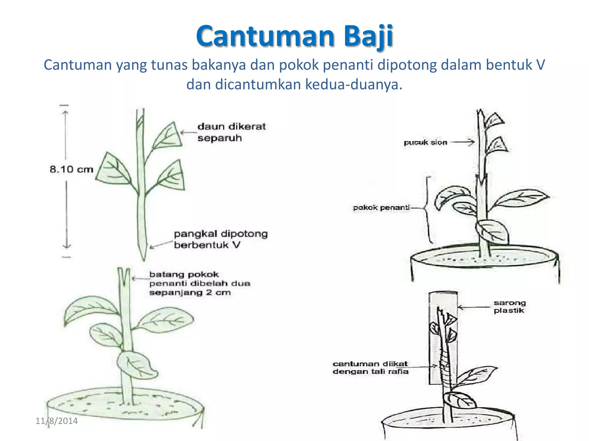 Pembiakan cantuman dan organ penyimpanan | PPTX