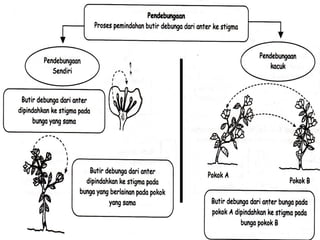 Pembiakan tumbuhan | PPT