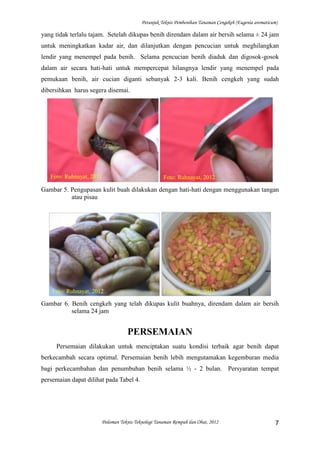 Pembibitan cengkeh | PDF