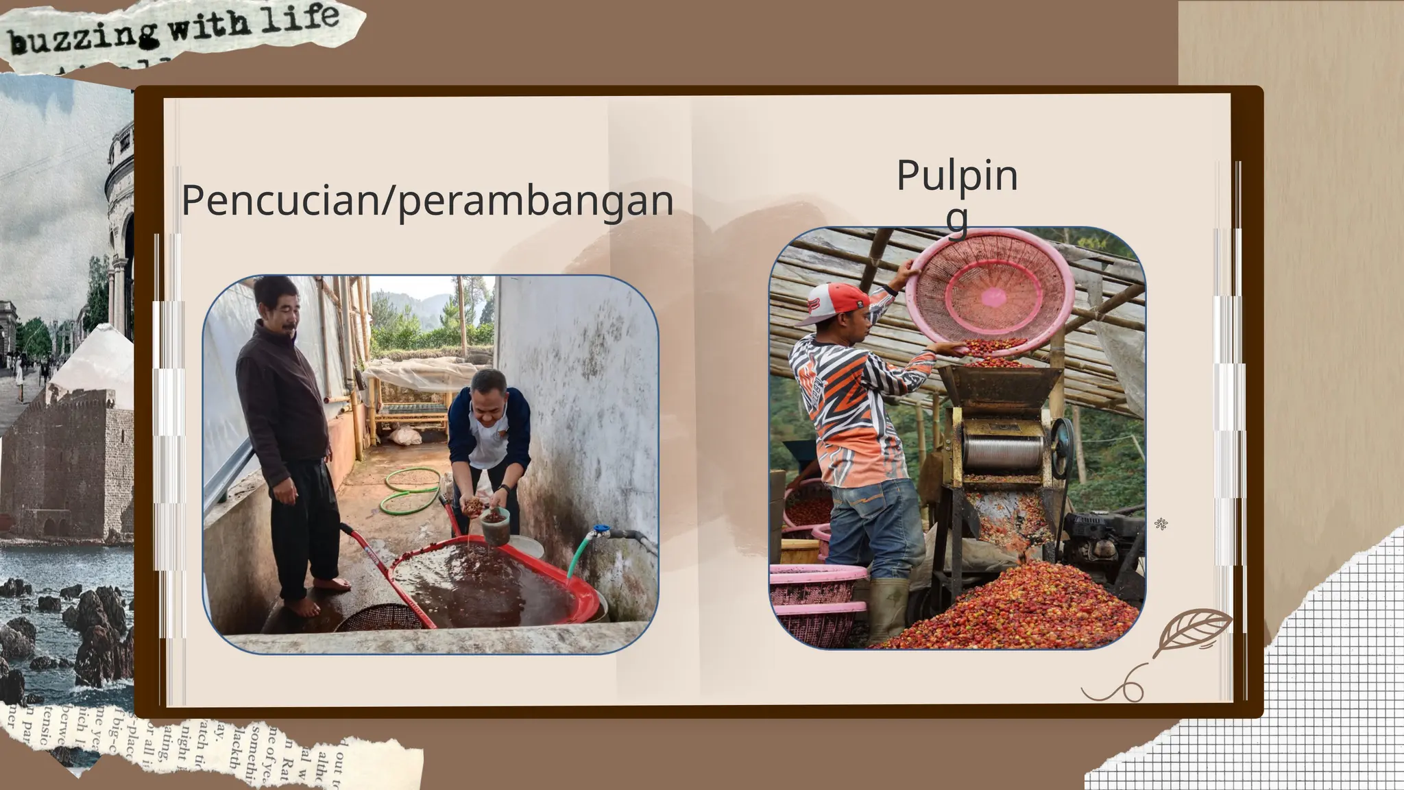 Pembibitan Generatif Tanaman Kopi yang tradisional dan modern | PPTX