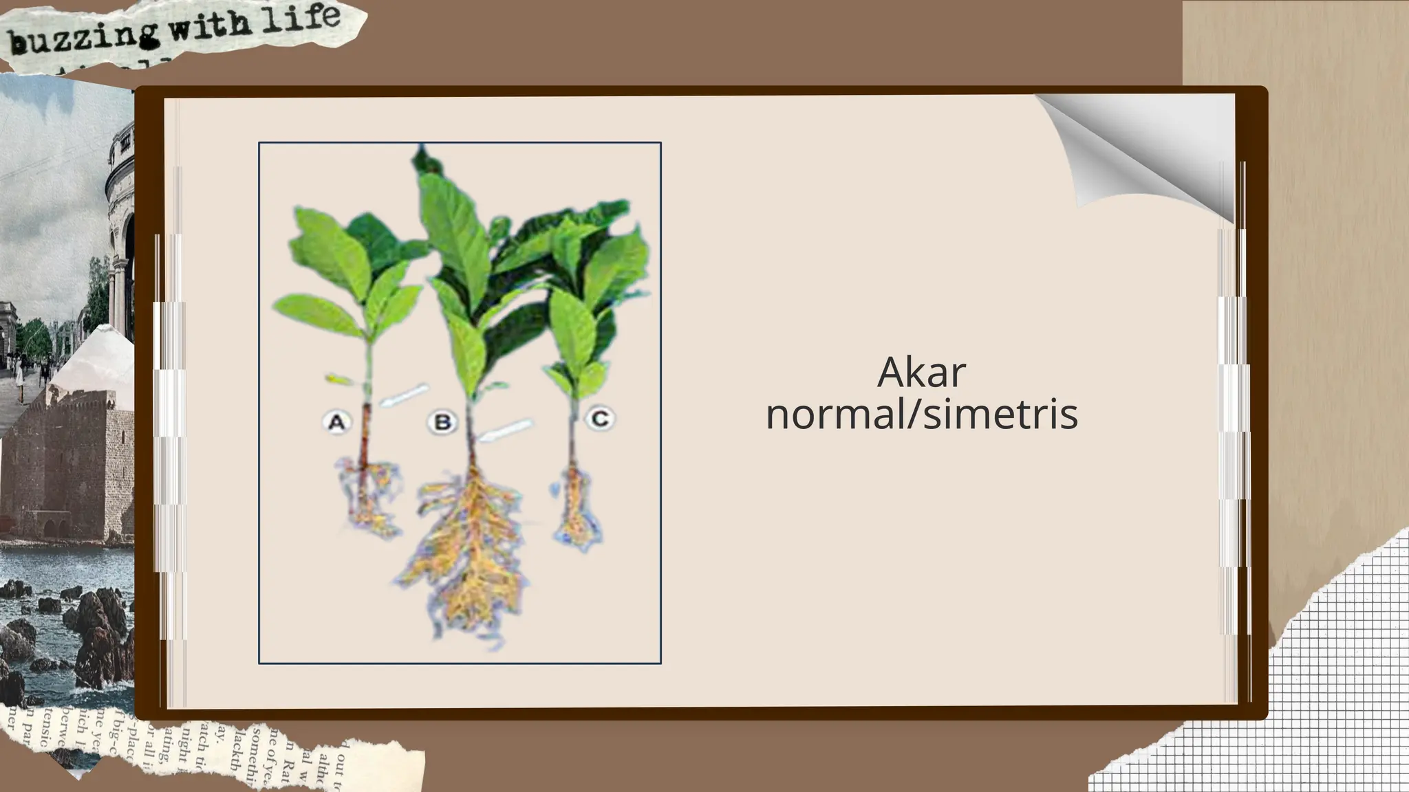 Pembibitan Generatif Tanaman Kopi yang tradisional dan modern | PPTX