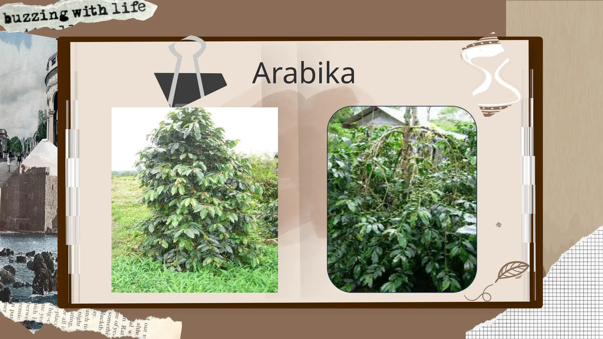 Pembibitan Generatif Tanaman Kopi yang tradisional dan modern | PPTX