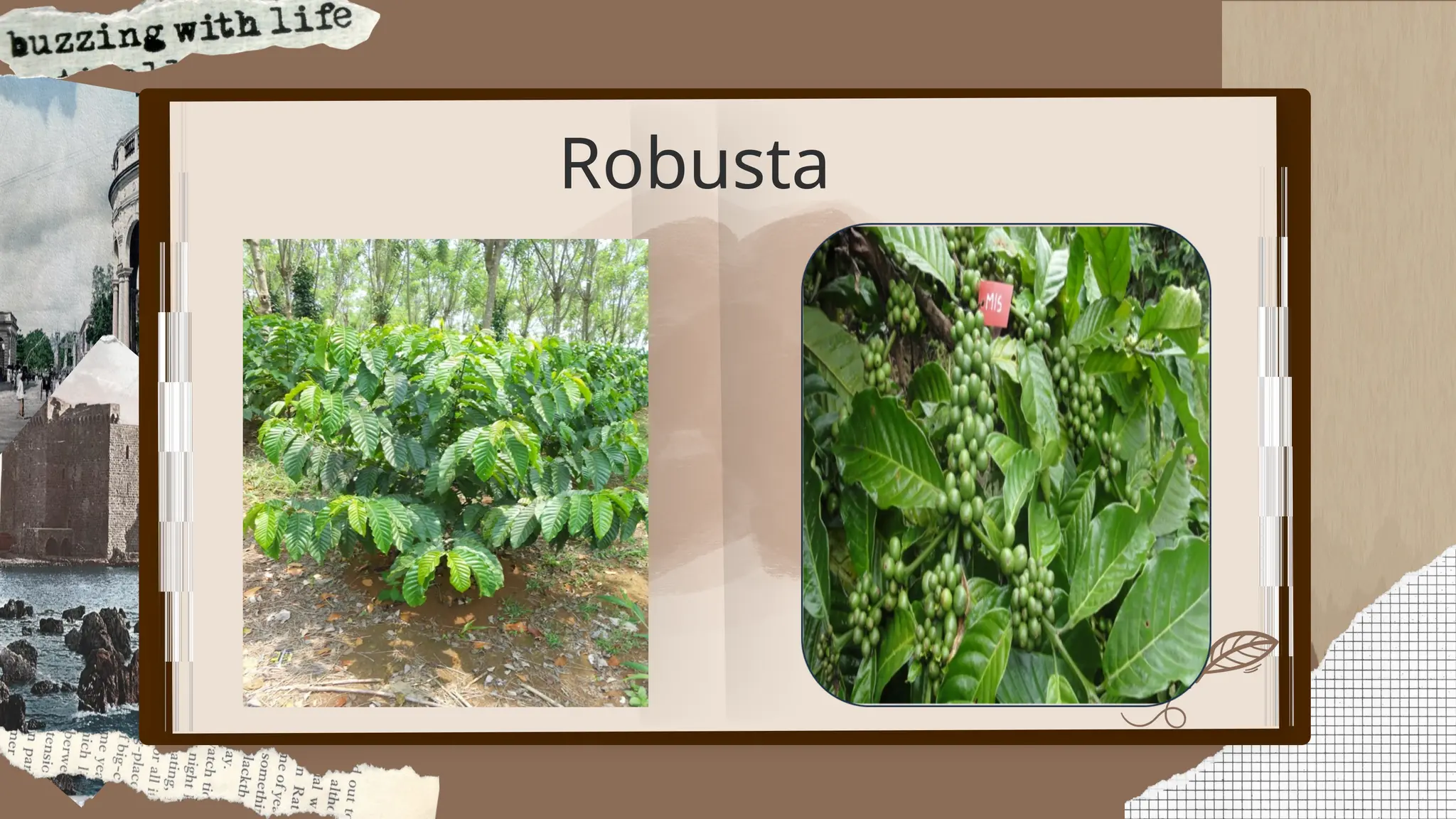 Pembibitan Generatif Tanaman Kopi yang tradisional dan modern | PPTX