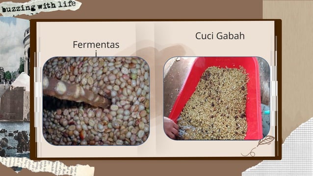 Pembibitan Generatif Tanaman Kopi yang tradisional dan modern | PPTX