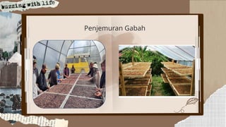 Pembibitan Generatif Tanaman Kopi yang tradisional dan modern | PPTX
