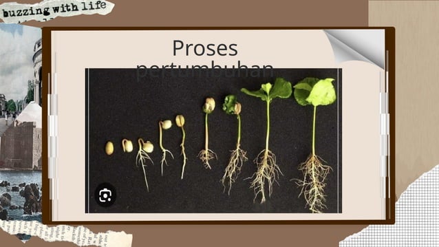 Pembibitan Generatif Tanaman Kopi yang tradisional dan modern | PPTX