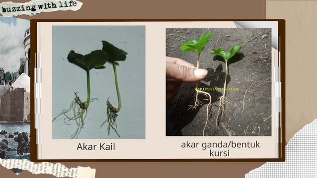 Pembibitan Generatif Tanaman Kopi yang tradisional dan modern | PPTX