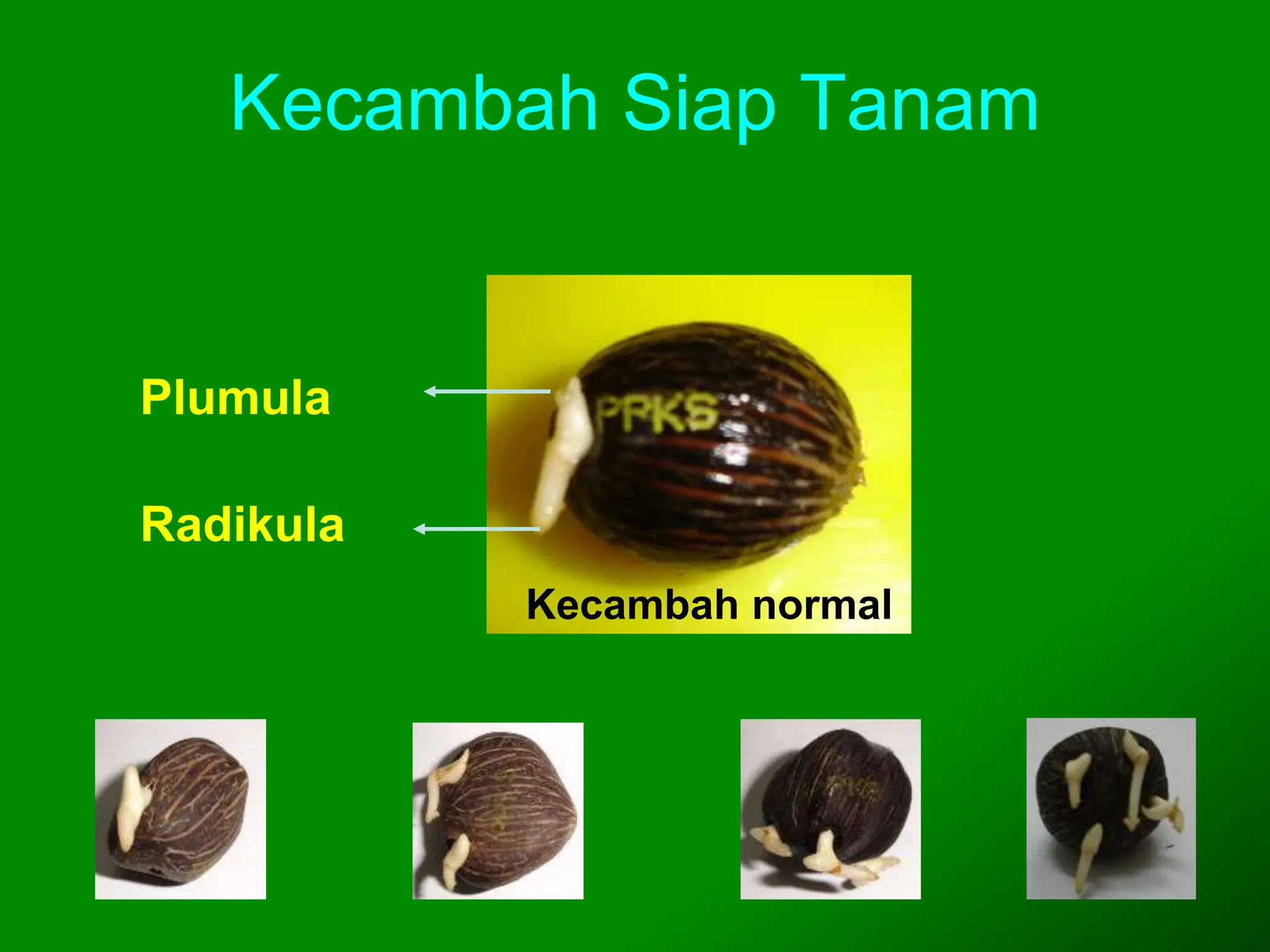 Tekhnik Pembibitan pohon kelapa sawit.ppt