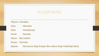 PEMBIBITAN TERNAK SAPI PERAH.pptx