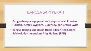 PEMBIBITAN TERNAK SAPI PERAH.pptx