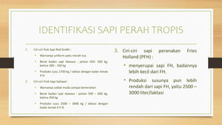 PEMBIBITAN TERNAK SAPI PERAH.pptx