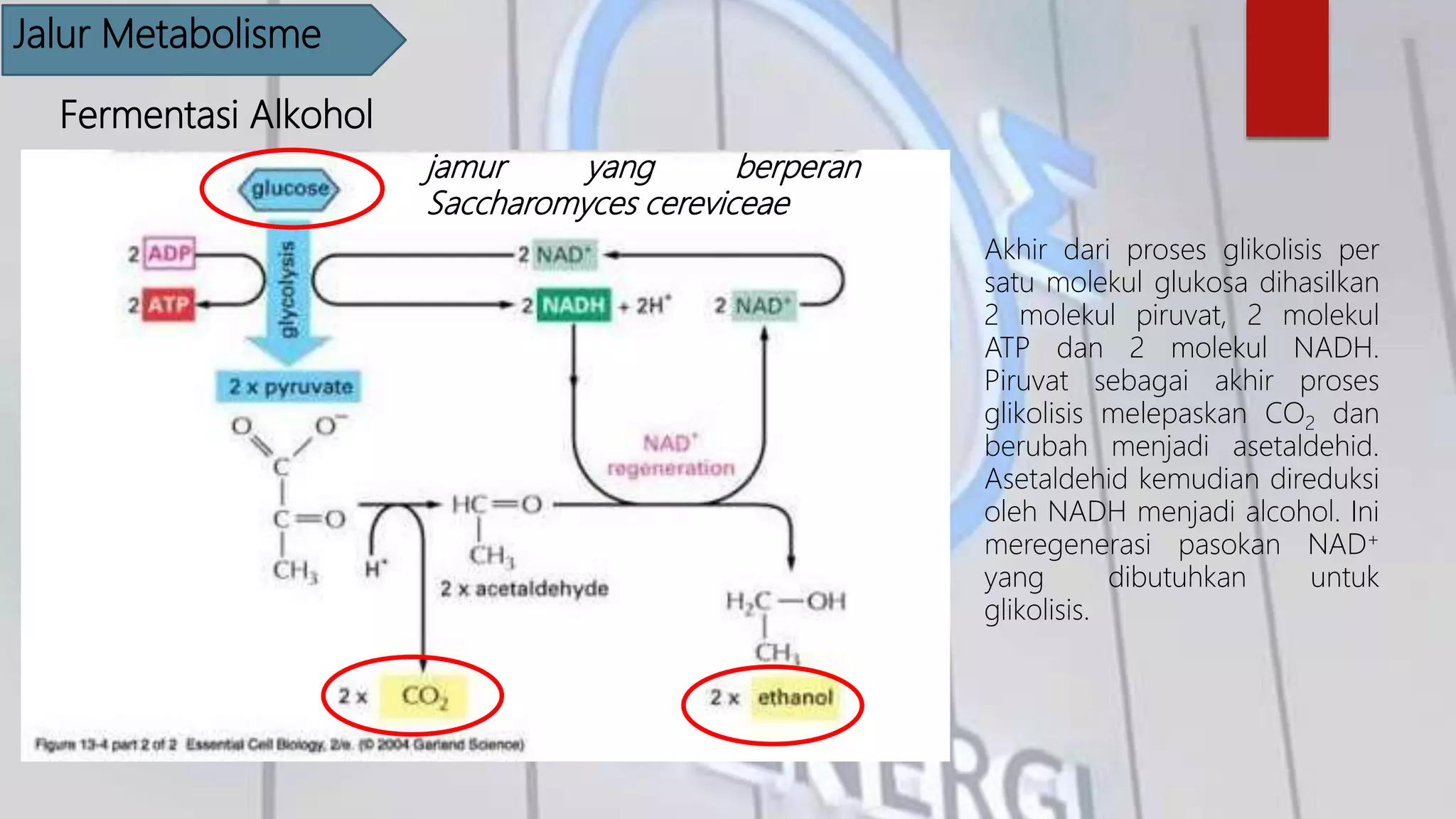 Nurul Islamiah Pembuatan bioetanol (Mikrobiologi Industri) | PPTX