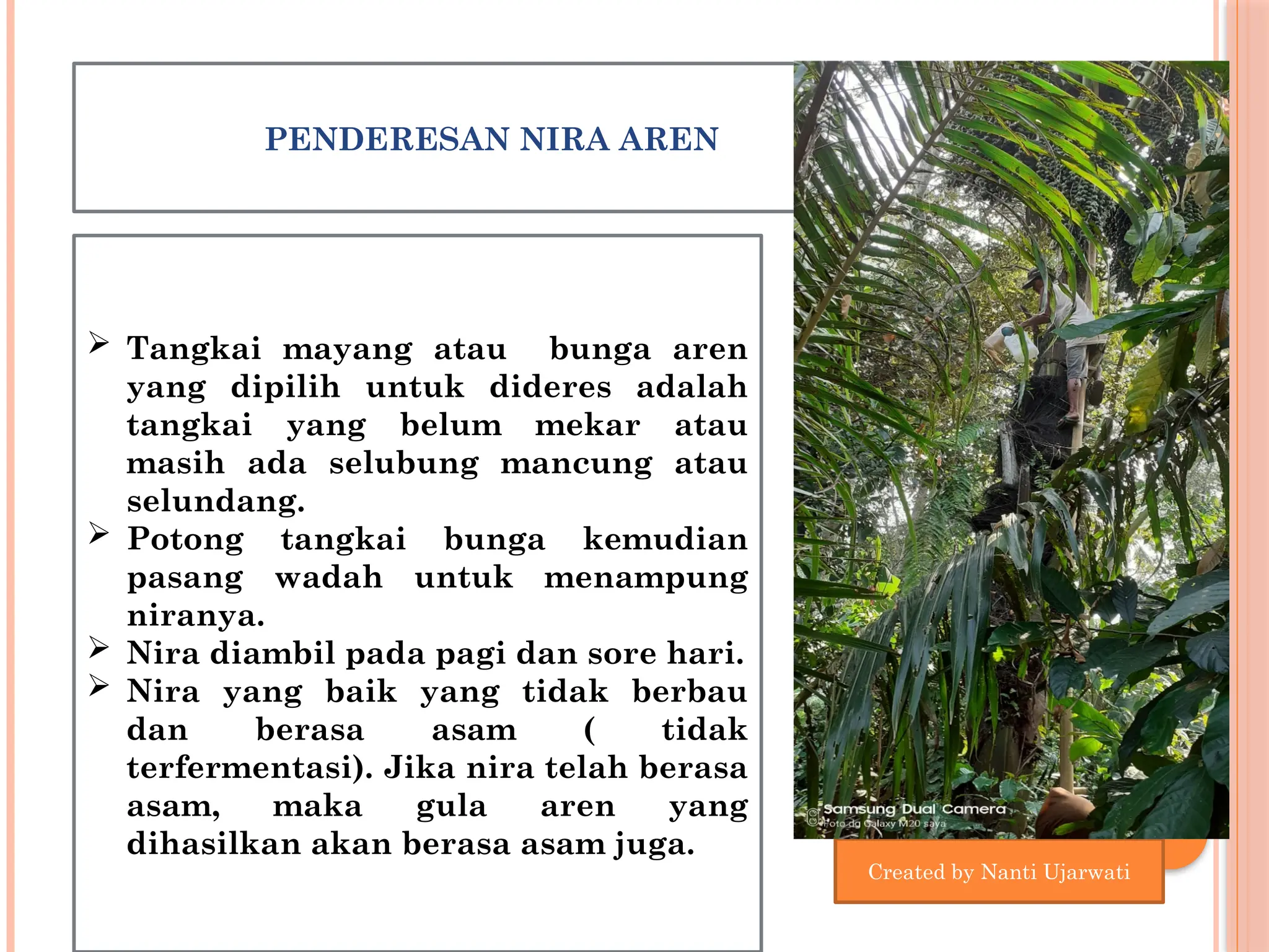 Pembuatan gula aren aren aren aren .pptx
