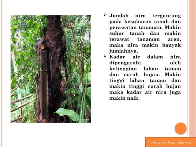 Pembuatan gula aren aren aren aren .pptx