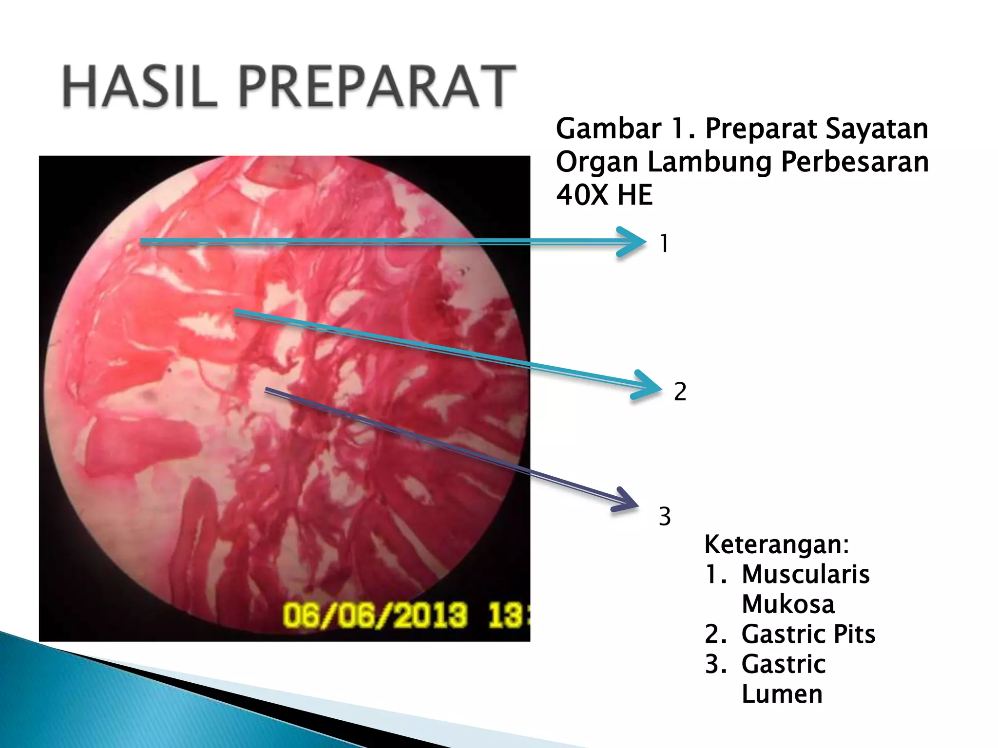Pembuatan preparat sayatan lambung puyuh jantan irwin septian | PPT ...