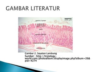 Pembuatan preparat sayatan lambung puyuh jantan irwin septian | PPT