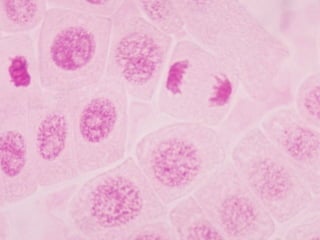 Pembuatan preparat segar | PPT