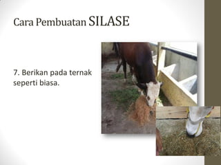 Pembuatan silase | PDF